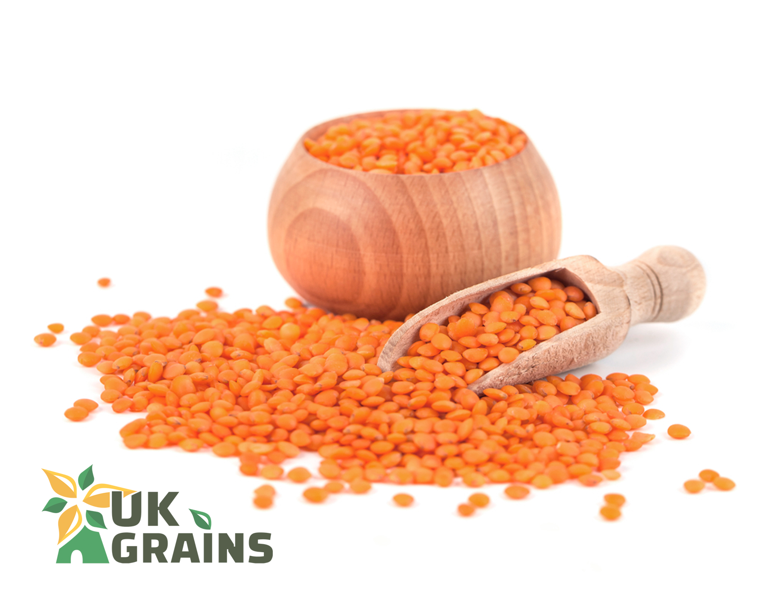 Red lentils - UK Grains