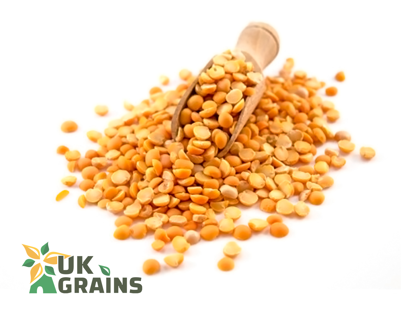 Bulk Yellow Split Peas 25kg - £19.95 per bag Free Pallet Delivery - UKGrains